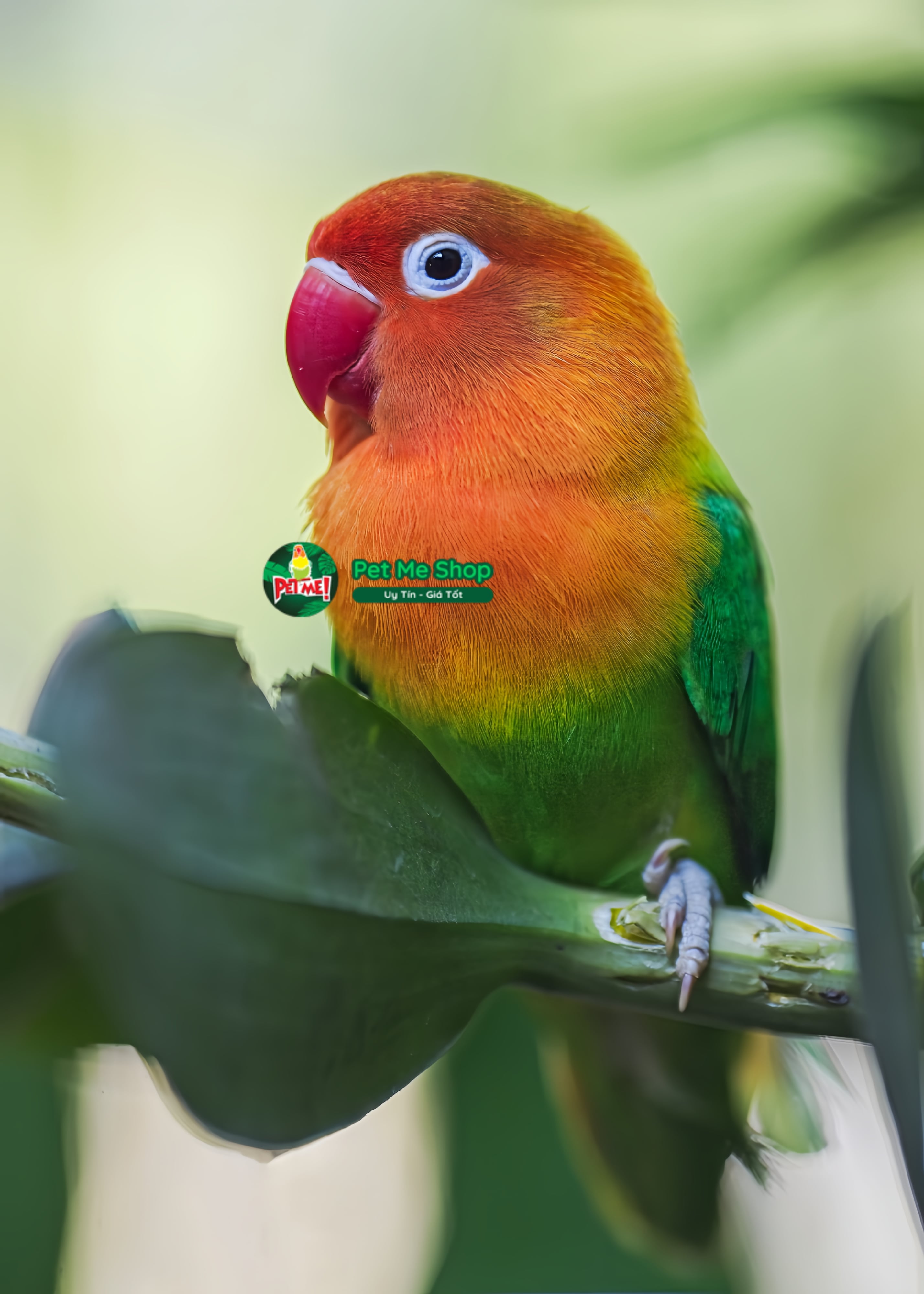 Vẹt Mẫu Đơn (Love Bird)